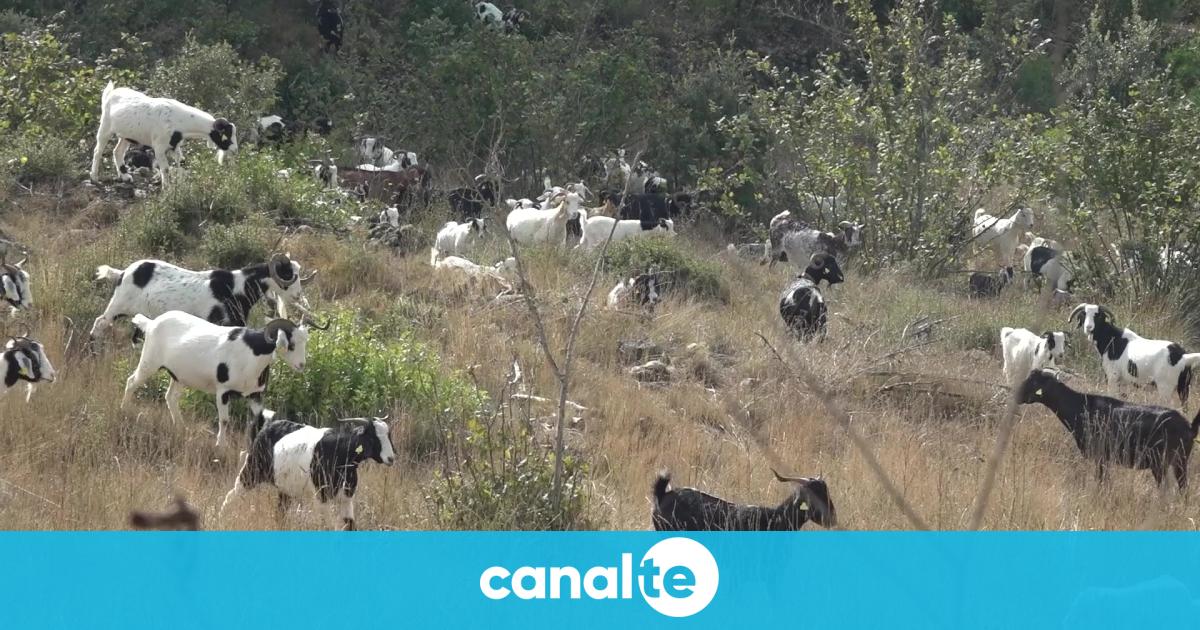 Ramaders de cabra blanca de Rasquera denuncien les dificultats per ...